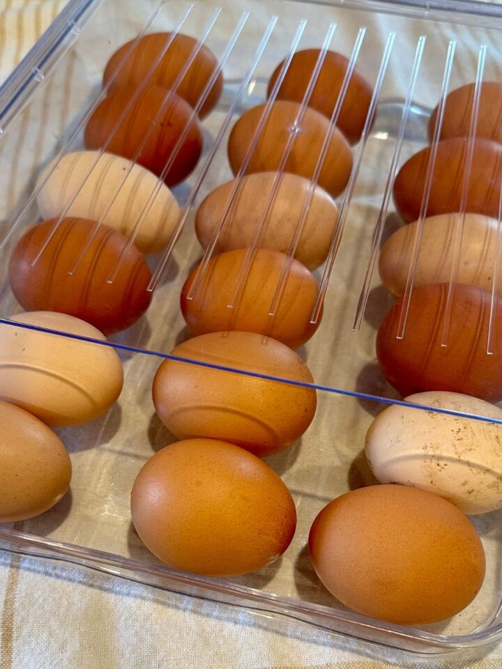 Chicken Egg Color Chart - Heirloom Grown