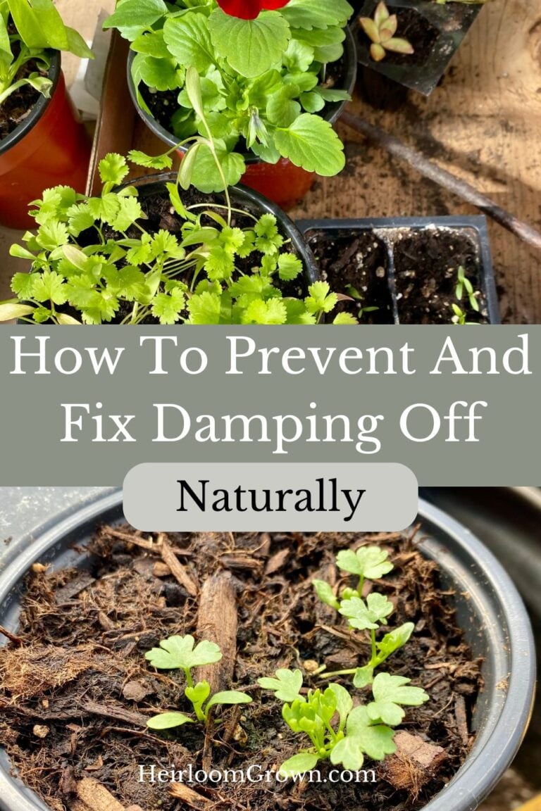 How To Prevent And Fix Damping Off - Heirloom Grown