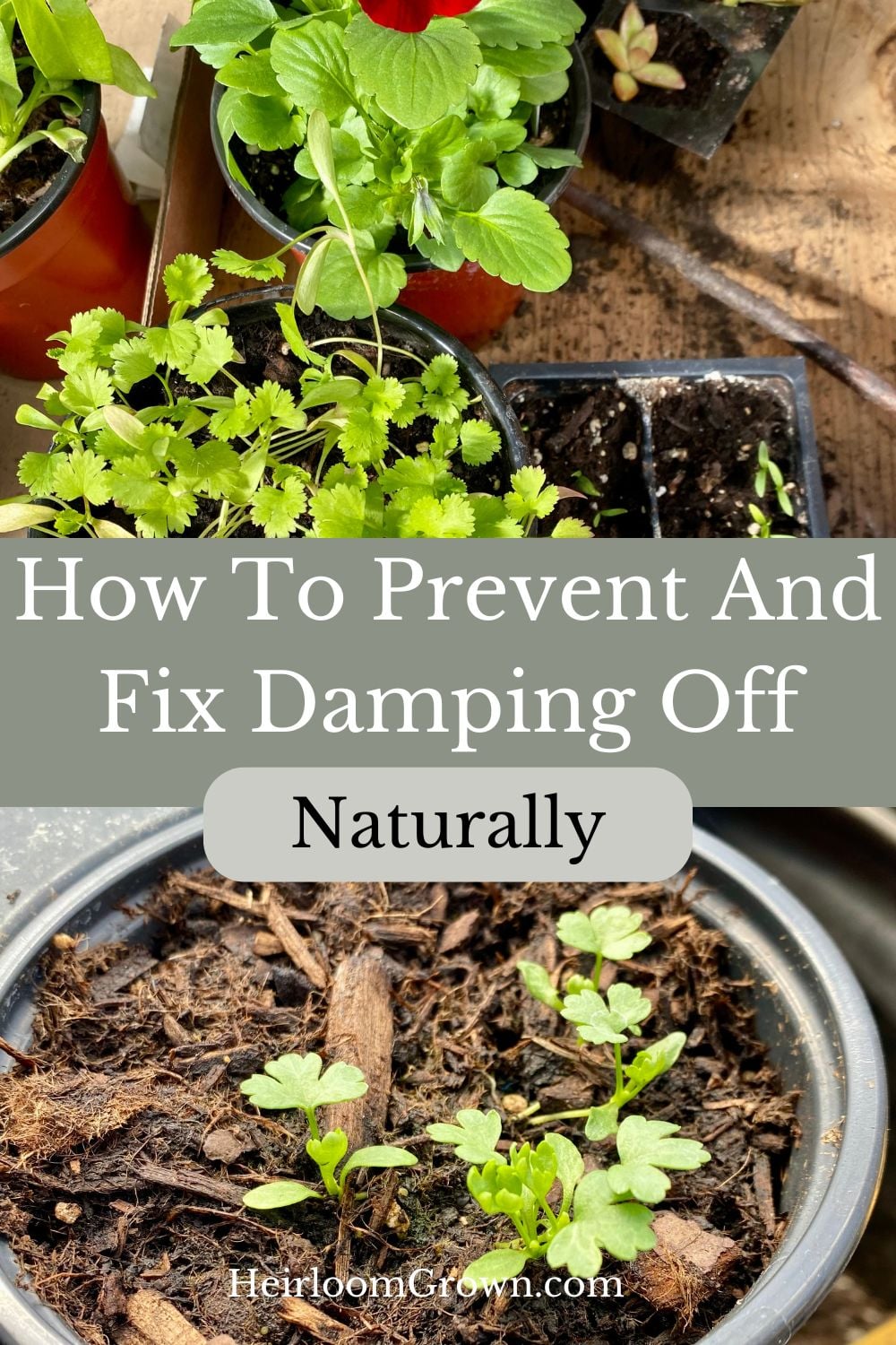 How To Prevent And Fix Damping Off - Heirloom Grown