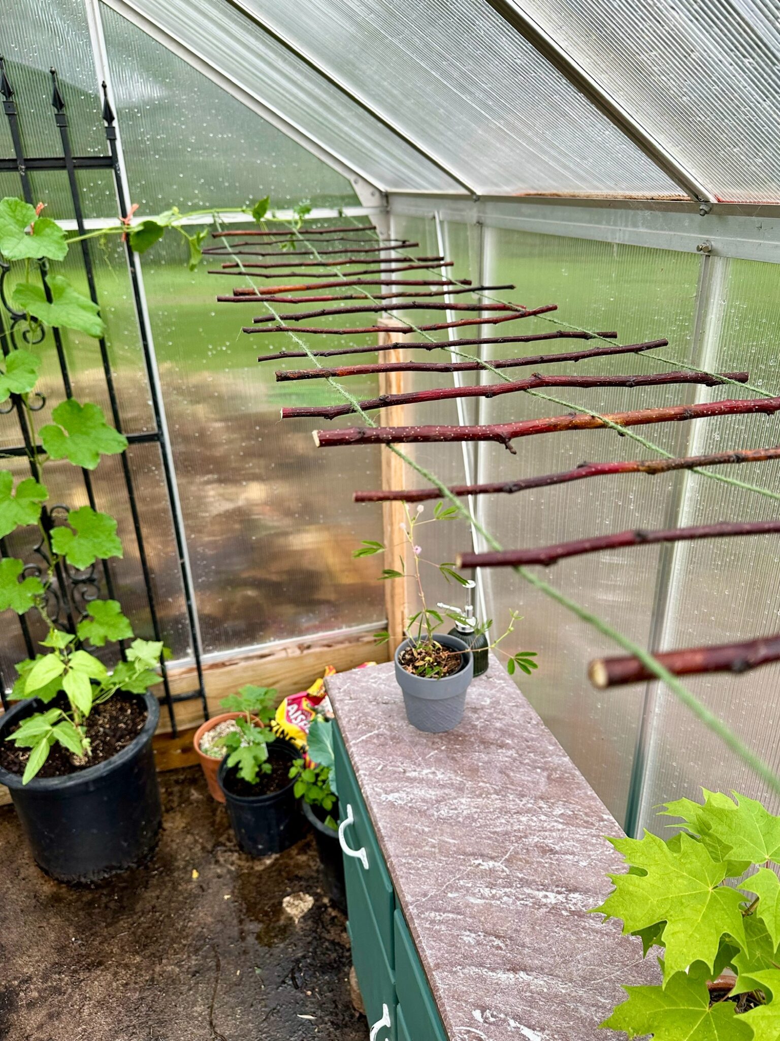 How To Grow Luffa From Seed - Heirloom Grown