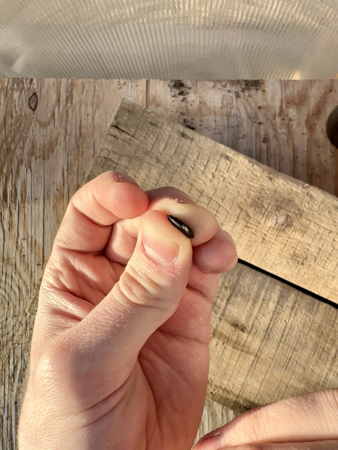 How To Grow Luffa From Seed - Heirloom Grown
