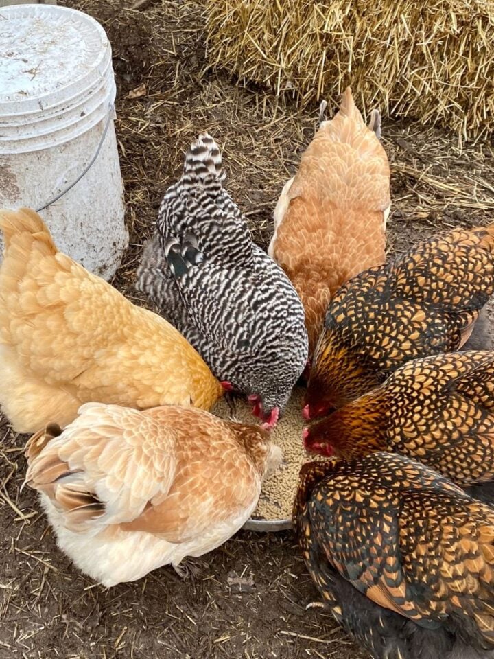 Guide To The Best Chicken Breeds For Laying Eggs - Heirloom Grown