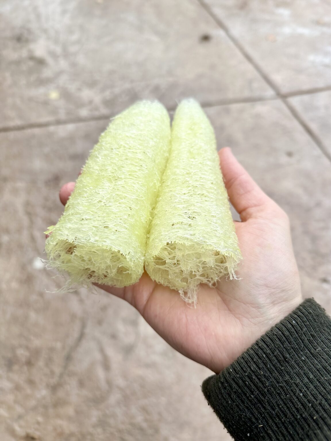 How To Grow Luffa From Seed - Heirloom Grown