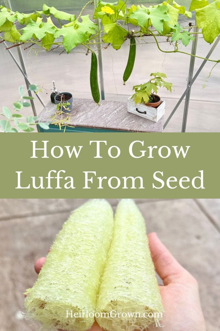 How To Grow Luffa From Seed - Heirloom Grown