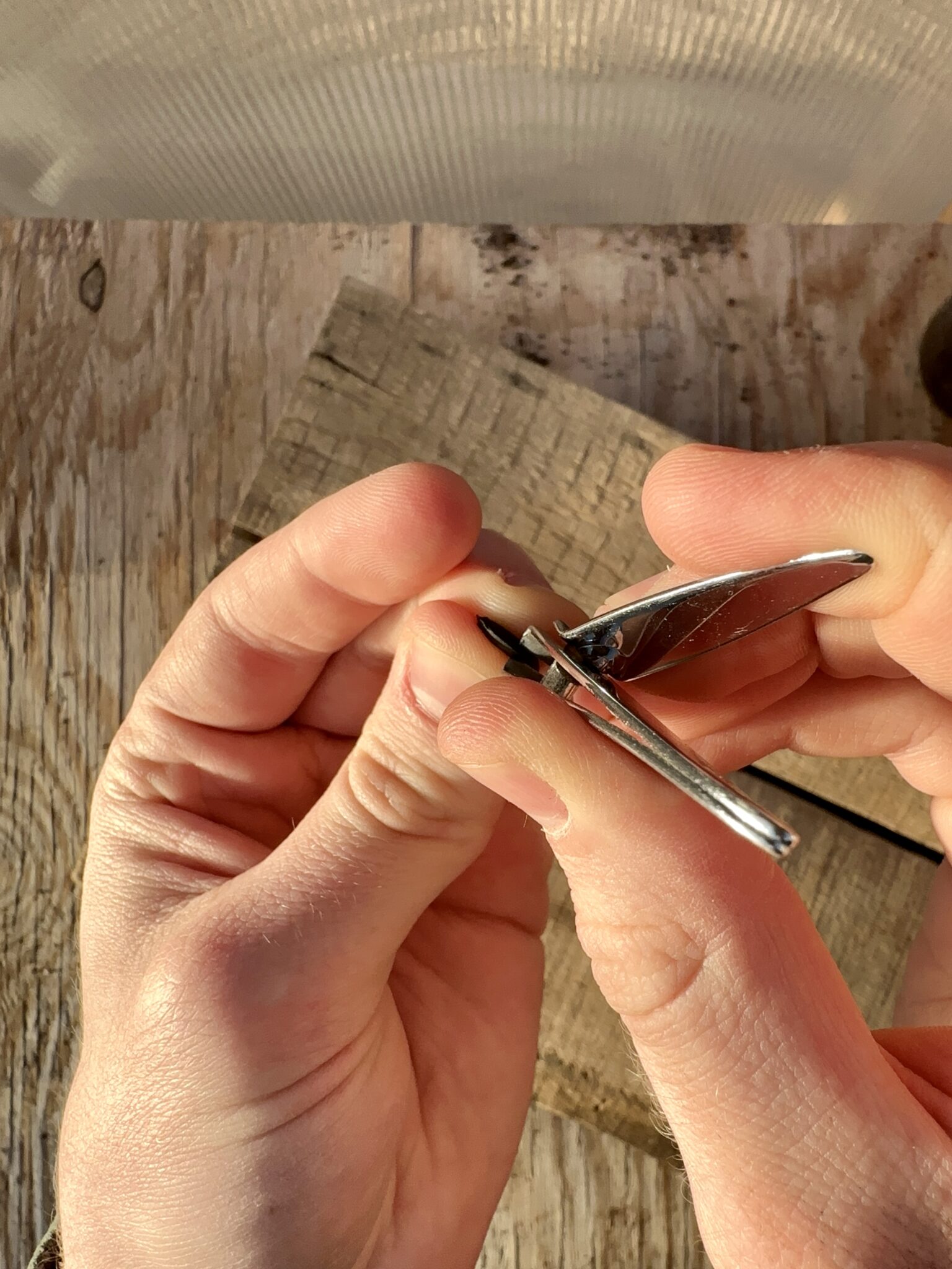 How To Grow Luffa From Seed - Heirloom Grown