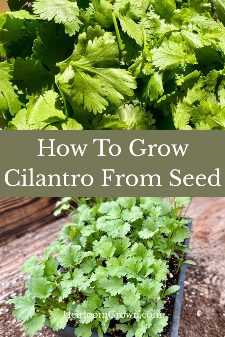How To Grow Cilantro From Seed - Heirloom Grown