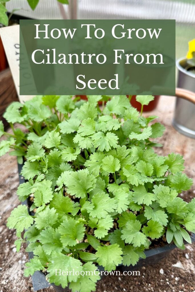 How To Grow Cilantro From Seed - Heirloom Grown