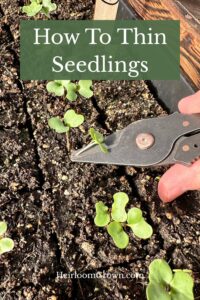 How To Thin Seedlings - Heirloom Grown