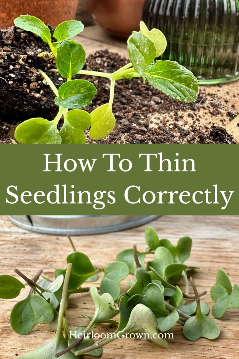 How To Thin Seedlings - Heirloom Grown
