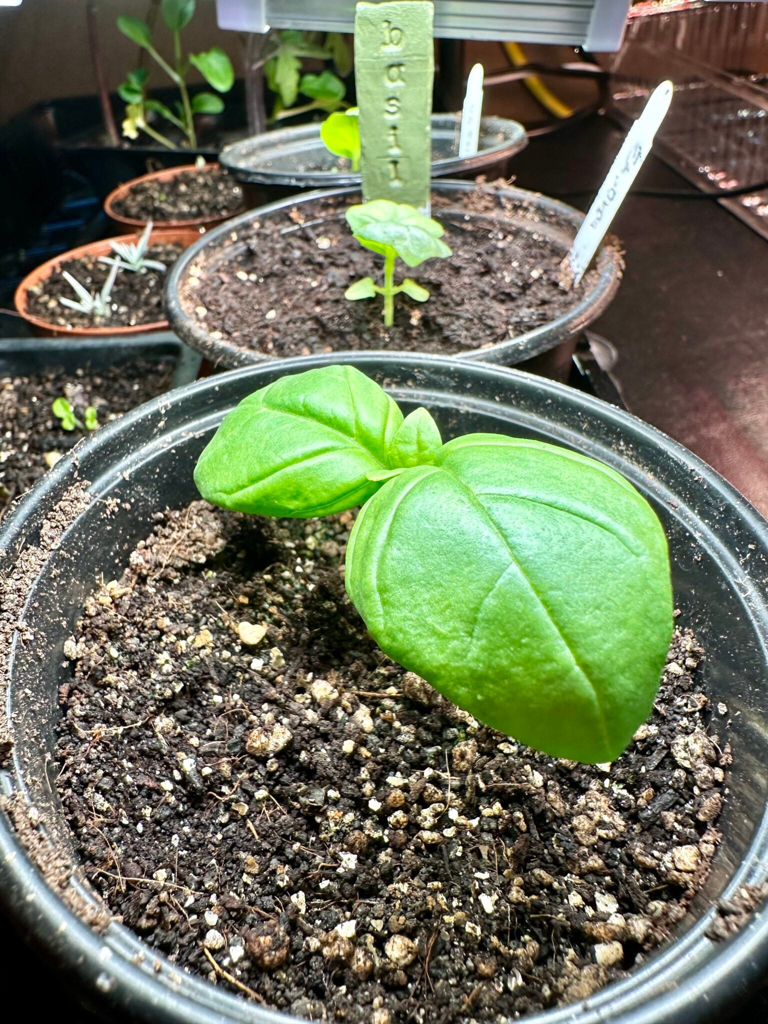 How To Grow Basil From Seed - Heirloom Grown