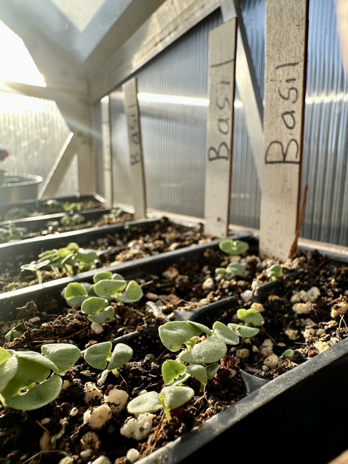 How To Grow Basil From Seed - Heirloom Grown