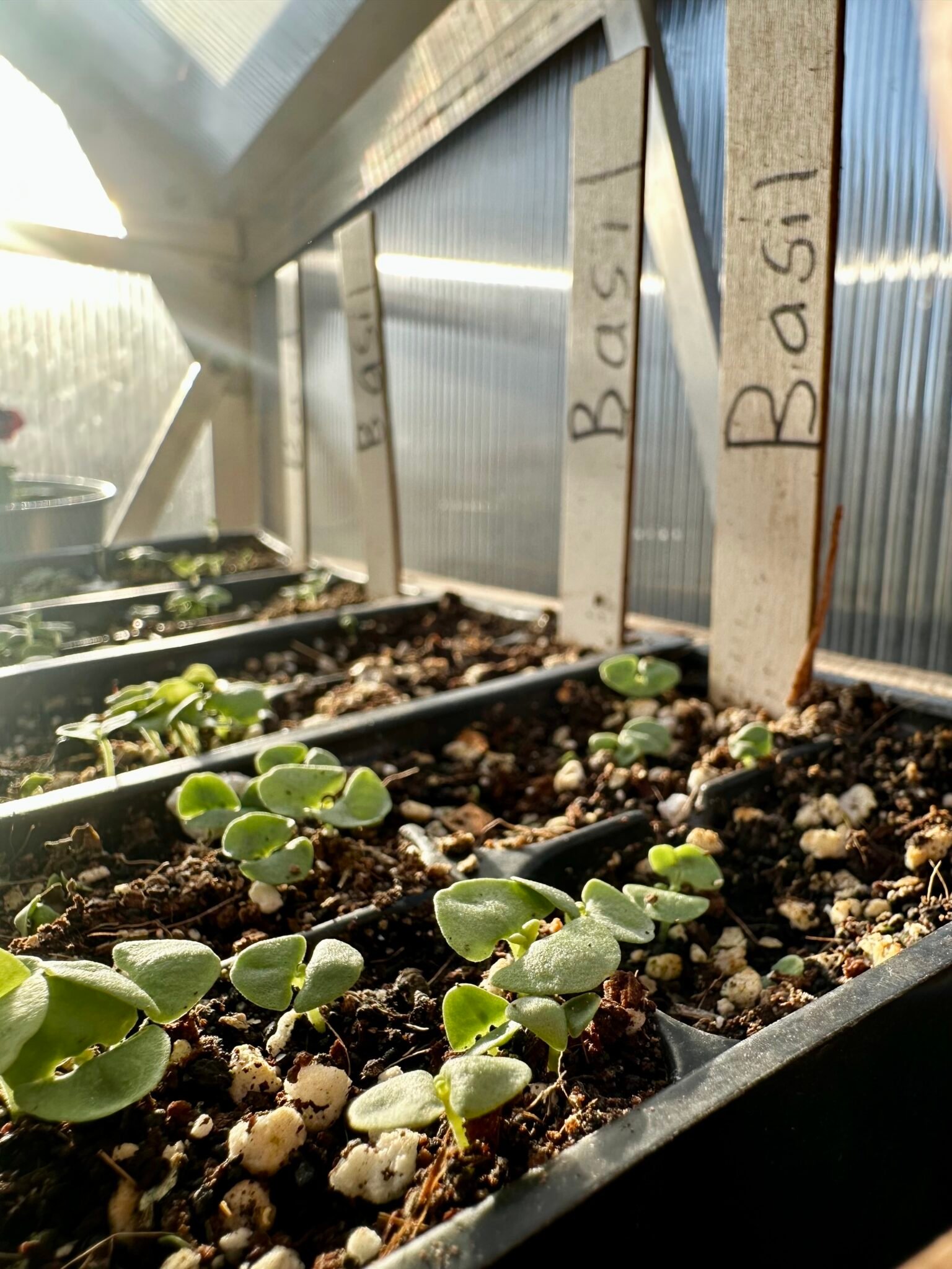 How To Grow Basil From Seed - Heirloom Grown