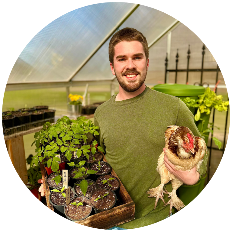 How to grow buzz buttons - Heirloom Grown