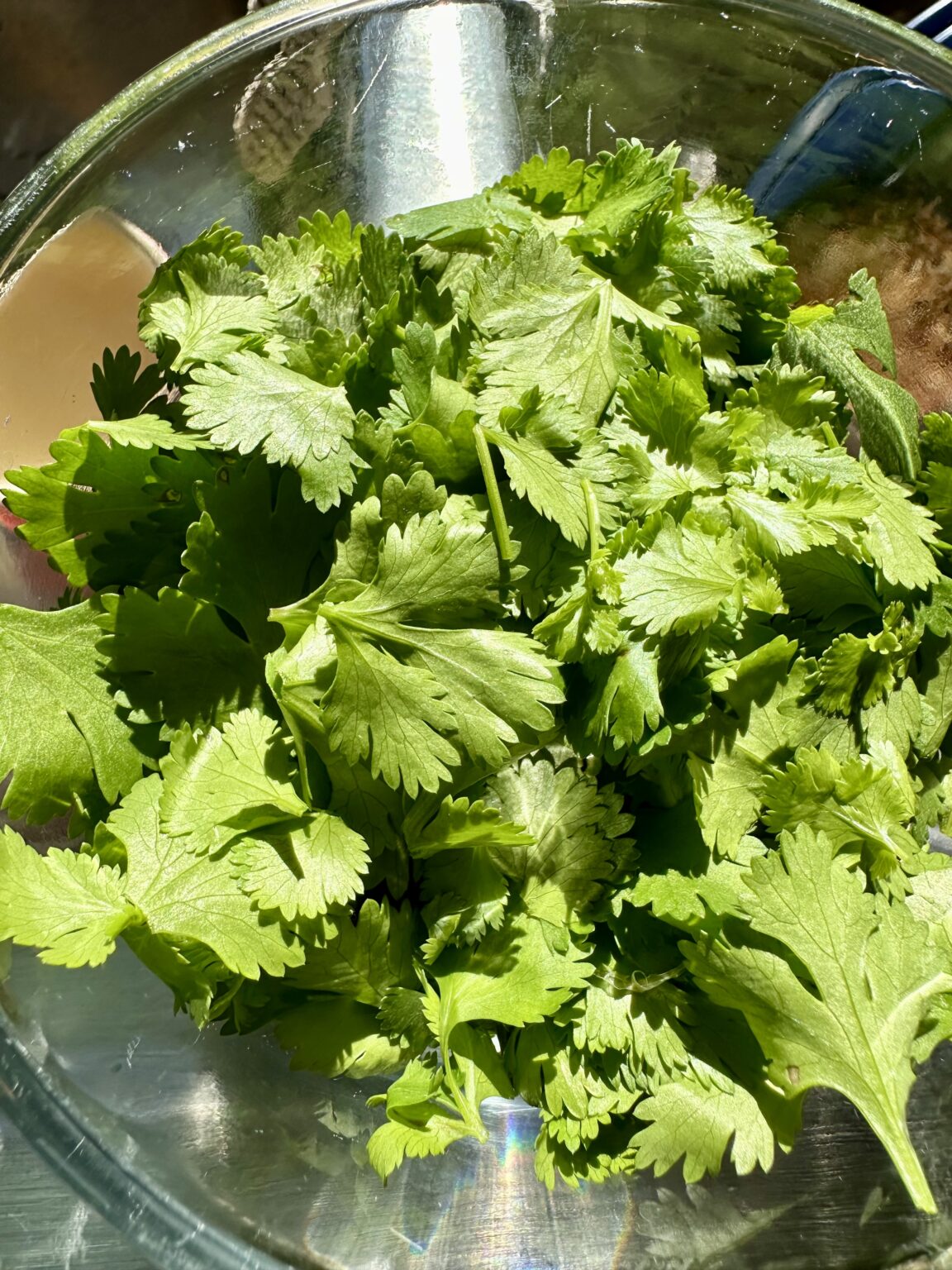 How To Grow Cilantro From Seed - Heirloom Grown
