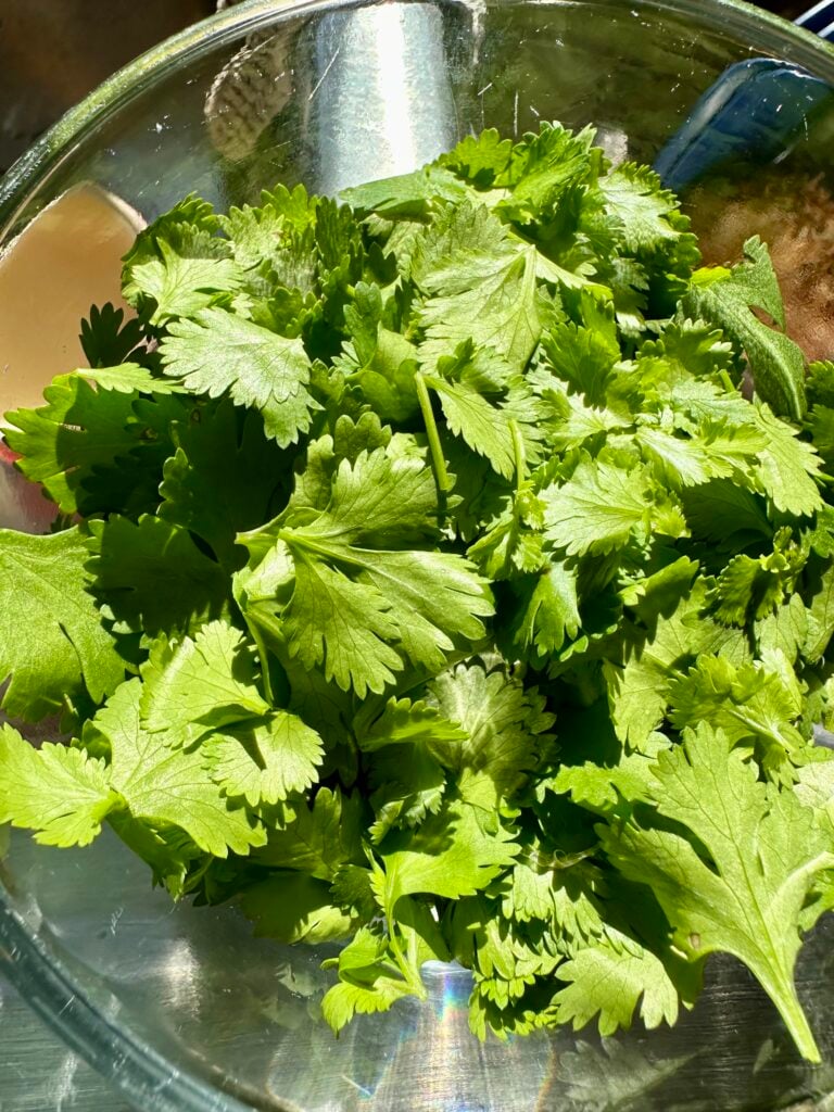 How To Grow Cilantro From Seed - Heirloom Grown