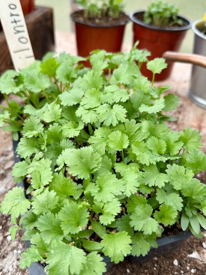 How To Use A Heat Mat For Seedlings - Heirloom Grown