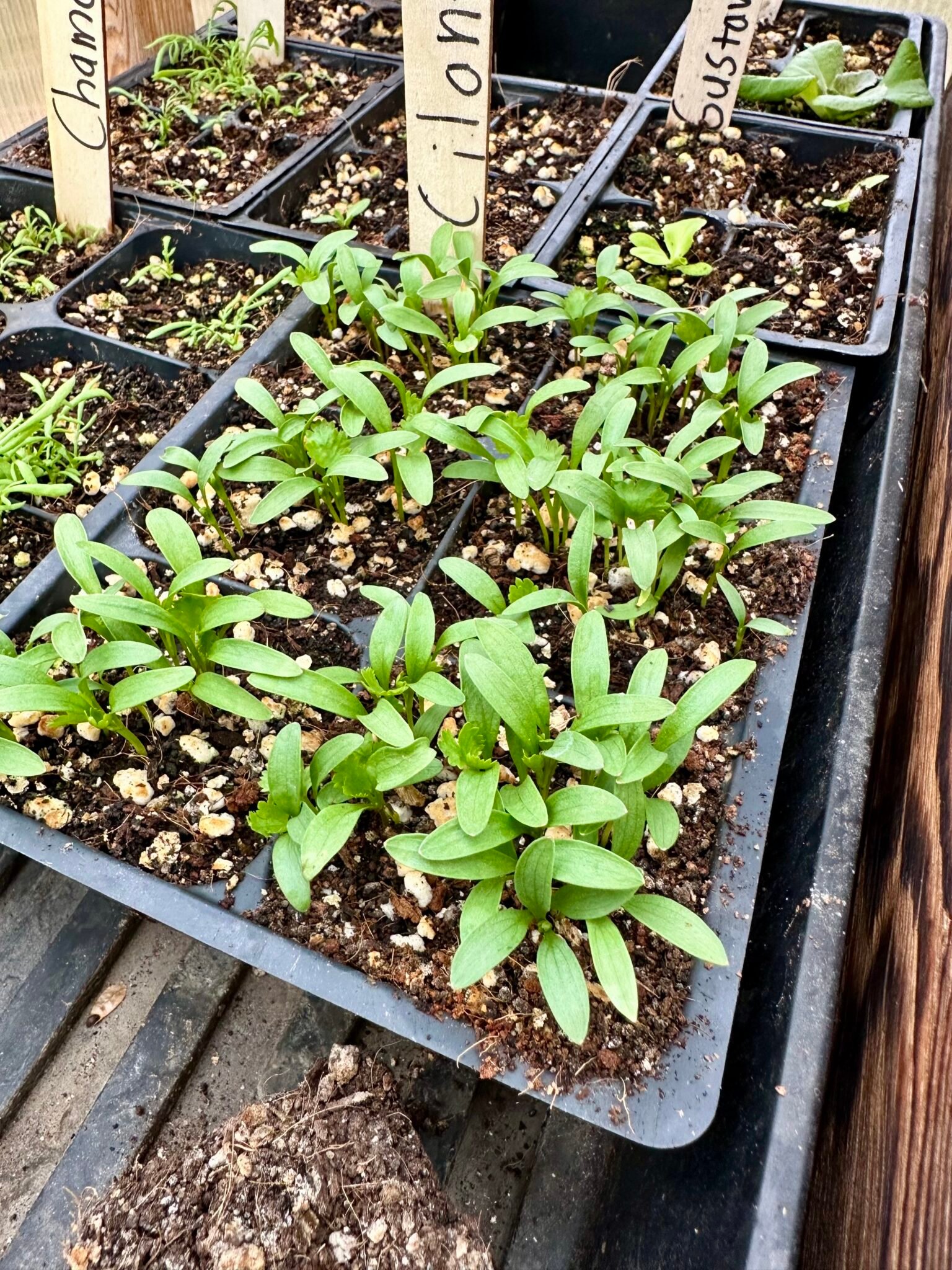 How To Grow Cilantro From Seed - Heirloom Grown