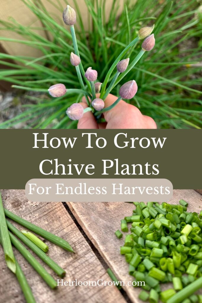 How To Grow Chives - Heirloom Grown