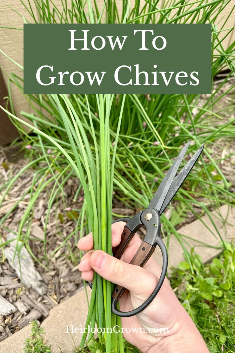 How To Grow Chives - Heirloom Grown