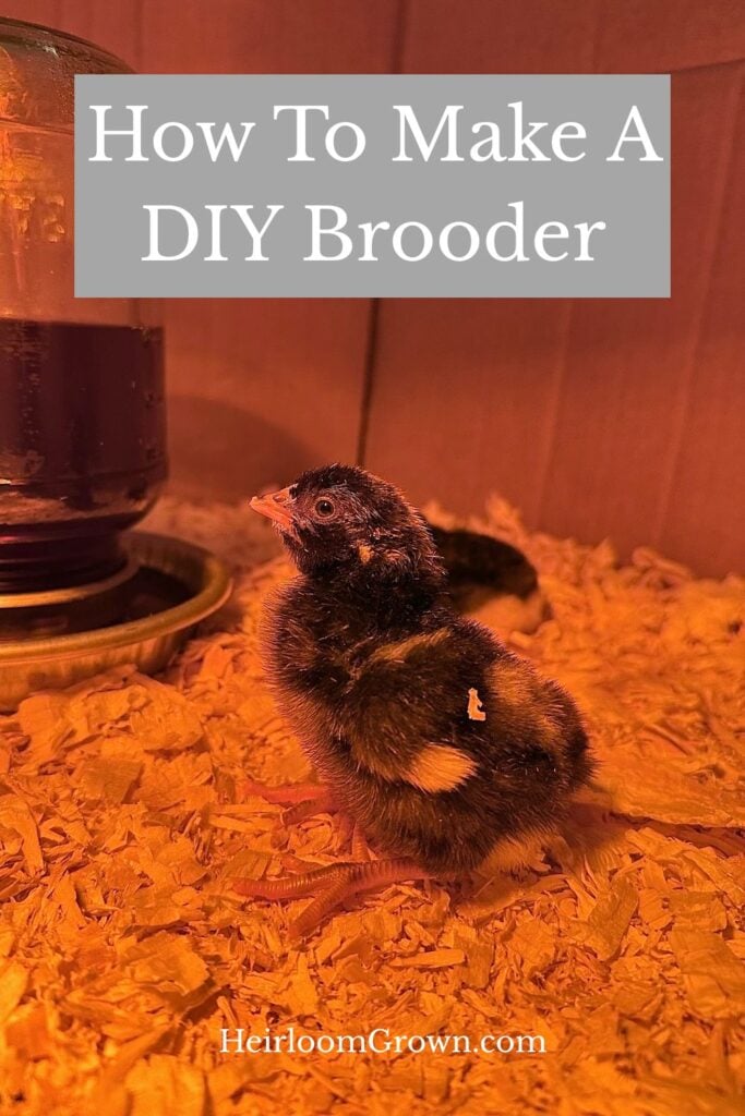 DIY Chick Brooder - Heirloom Grown
