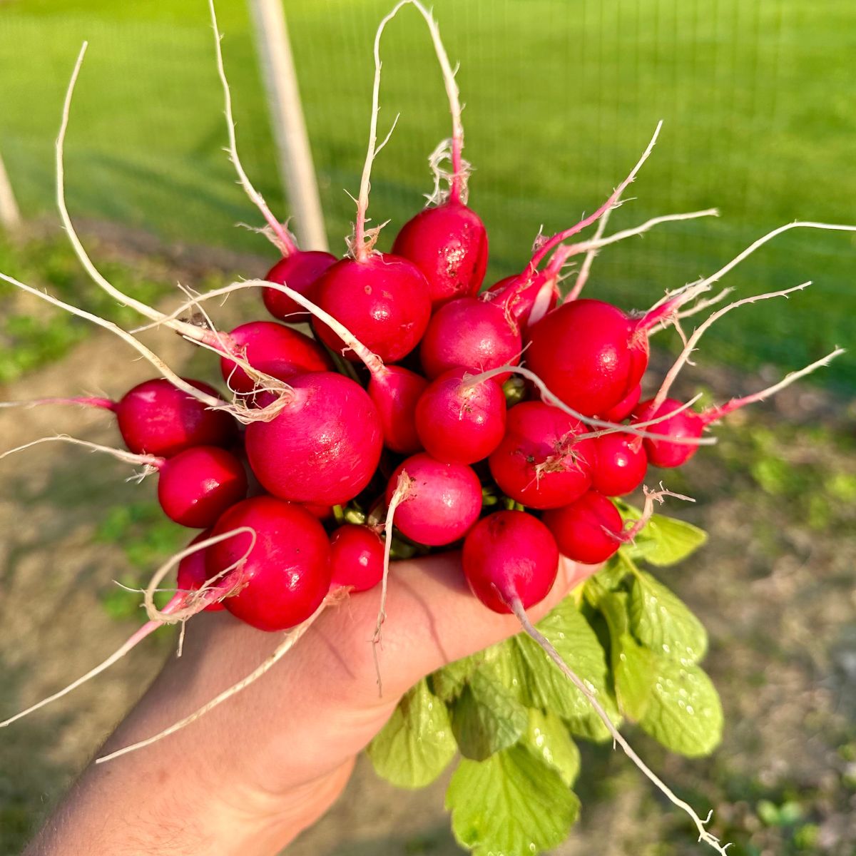 How To Grow Radishes - Heirloom Grown
