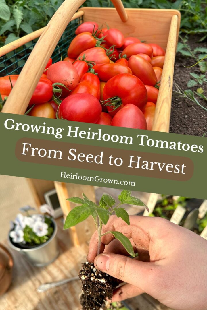 How To Grow Heirloom Tomatoes From Seeds - Heirloom Grown