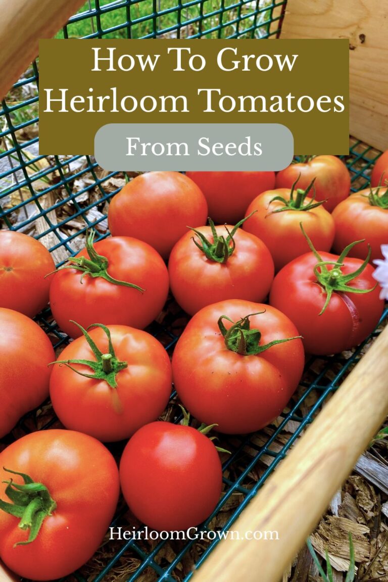 How To Grow Heirloom Tomatoes From Seeds - Heirloom Grown
